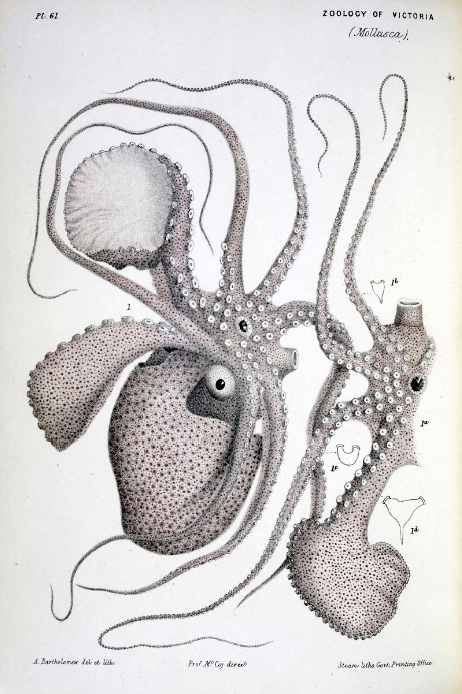 Strange and Specialized Cephalopods