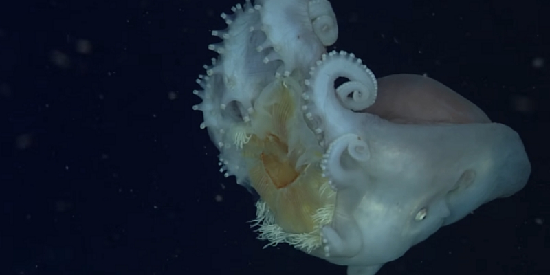 Strange and Specialized Cephalopods