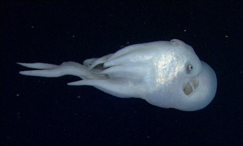 Strange and Specialized Cephalopods