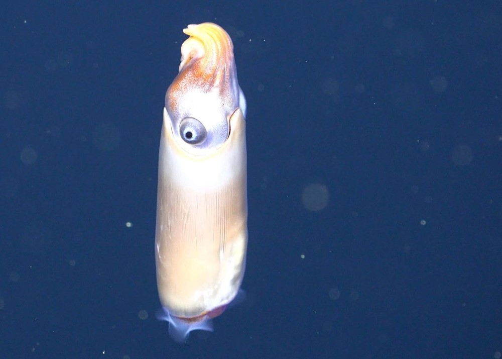 Strange and Specialized Cephalopods