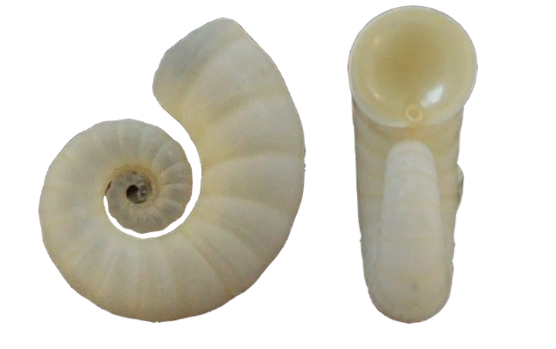 Strange and Specialized Cephalopods