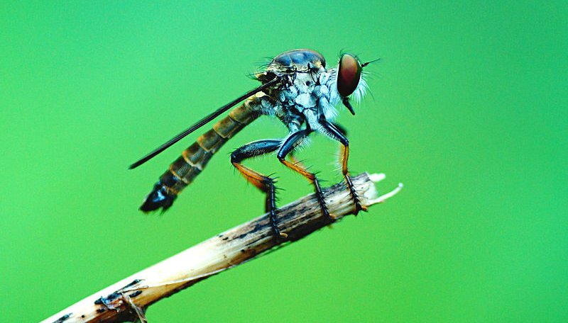 Big Bugs that Belong in Fallout