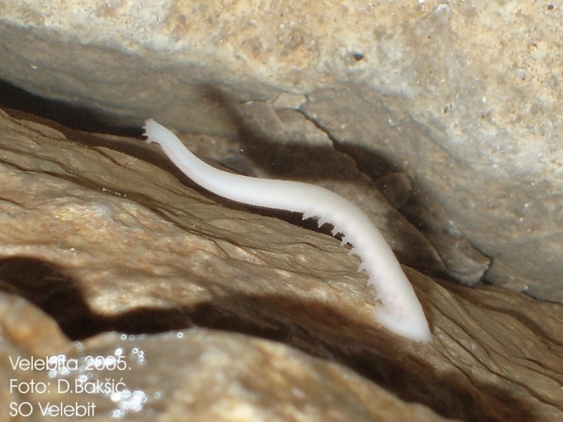 Bogleech Bogleech