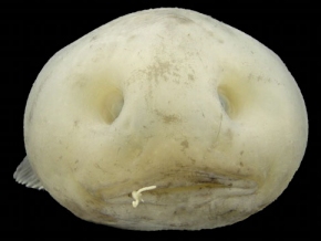 Kyle's Awesome Fish - modified