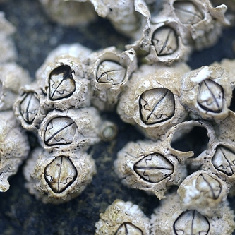 sideblog for the siterunner of bogleech.com, Top Ten Animals I wish ...